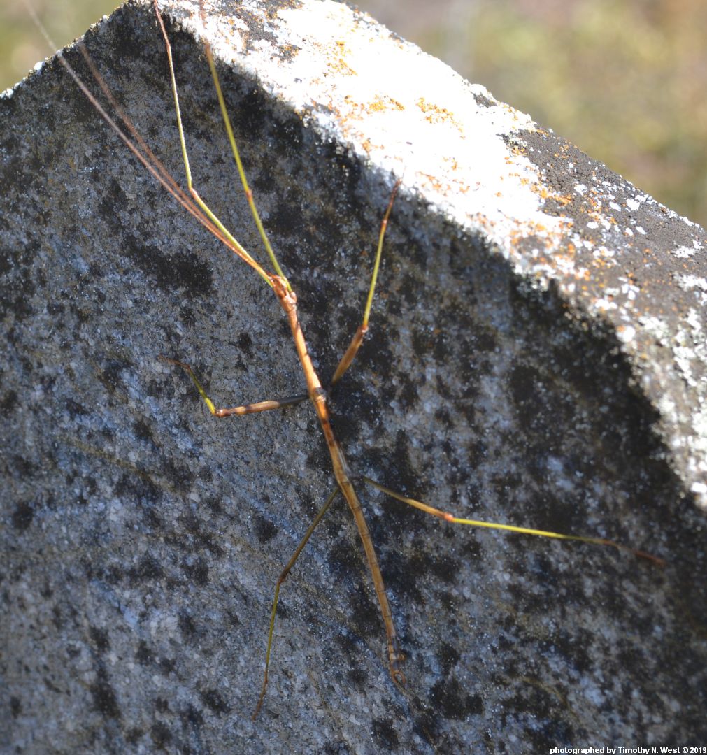 Scott Co, TN - Fairview Cemetery at Fairview