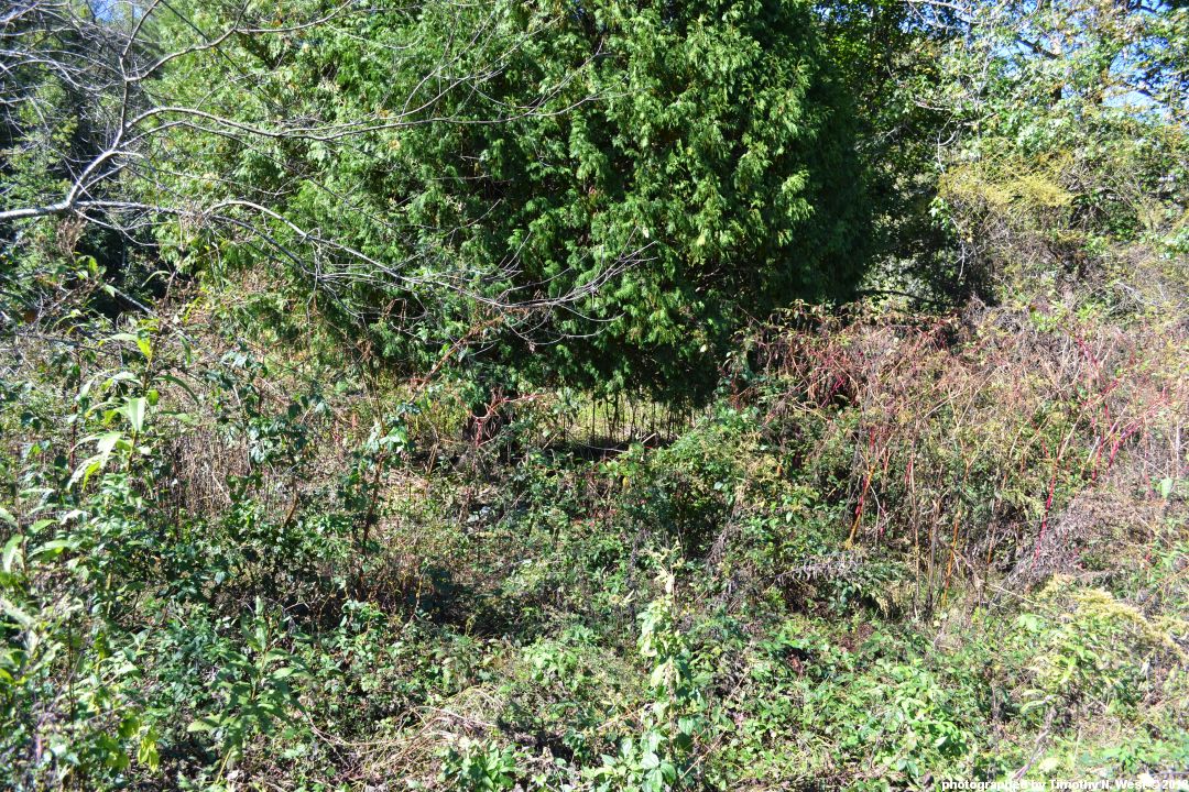 Scott Co, TN - Pemberton Cemetery at Wolf Creek